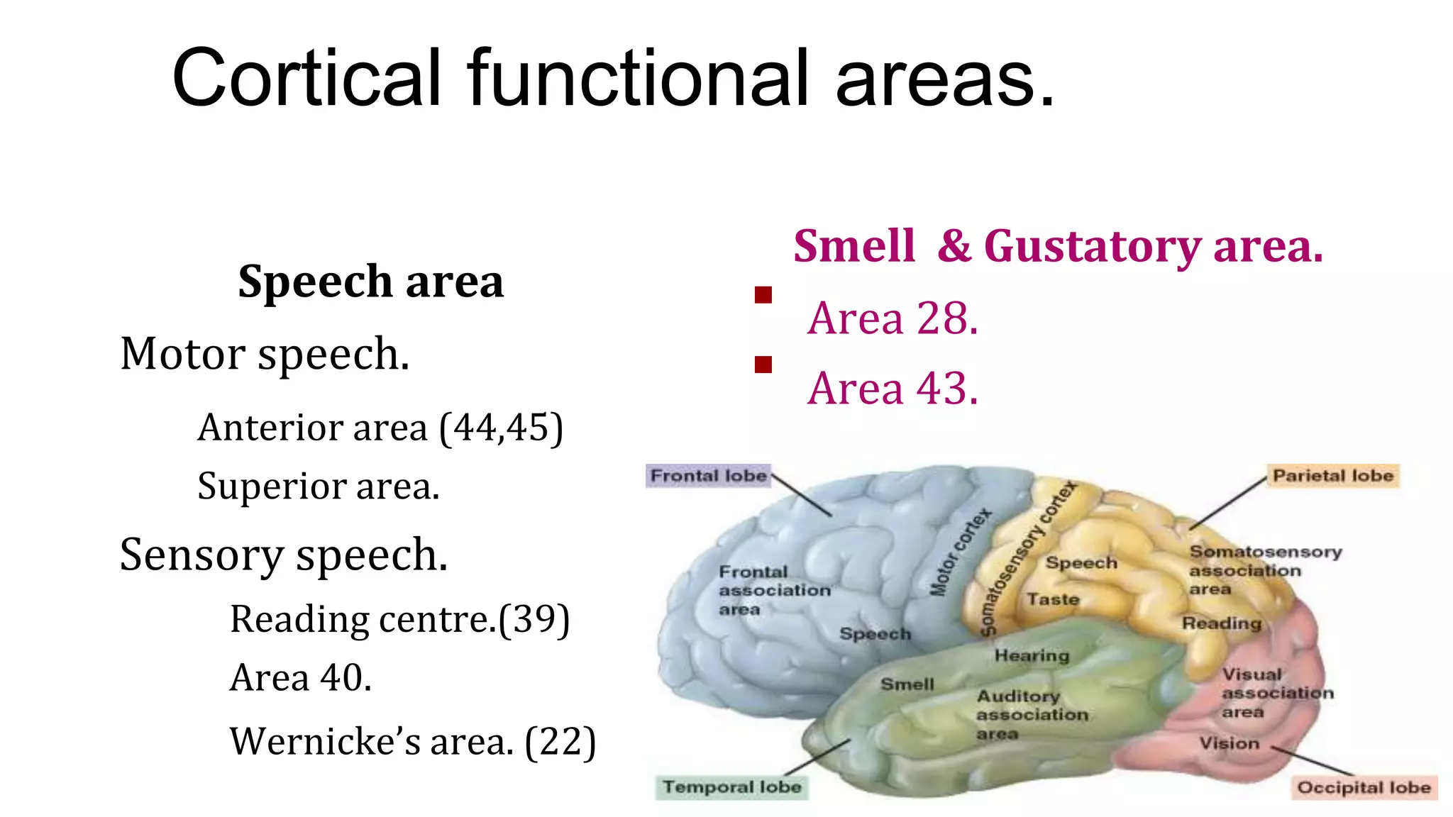 Cerebral Cortex.pptx