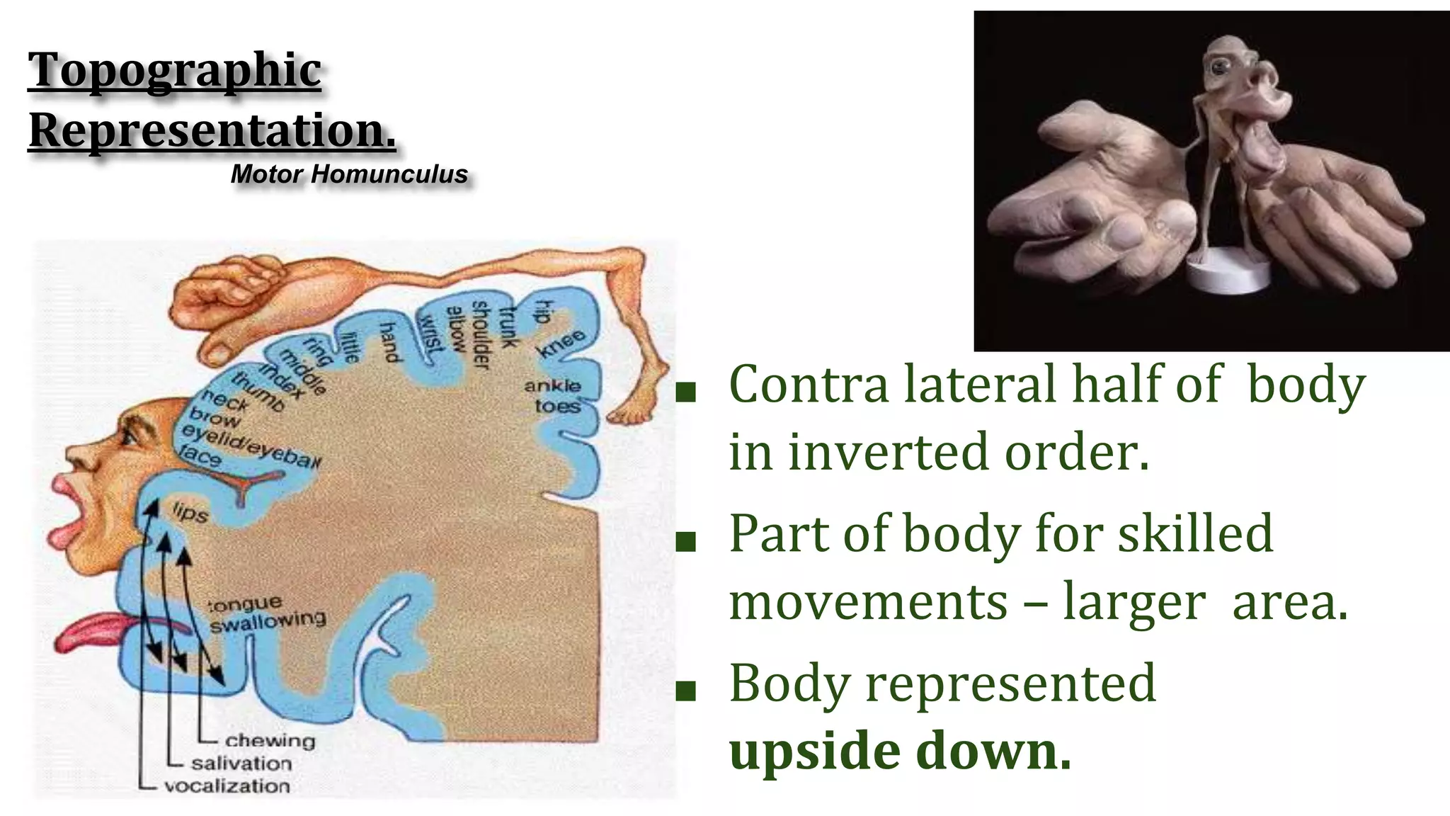 Cerebral Cortex.pptx