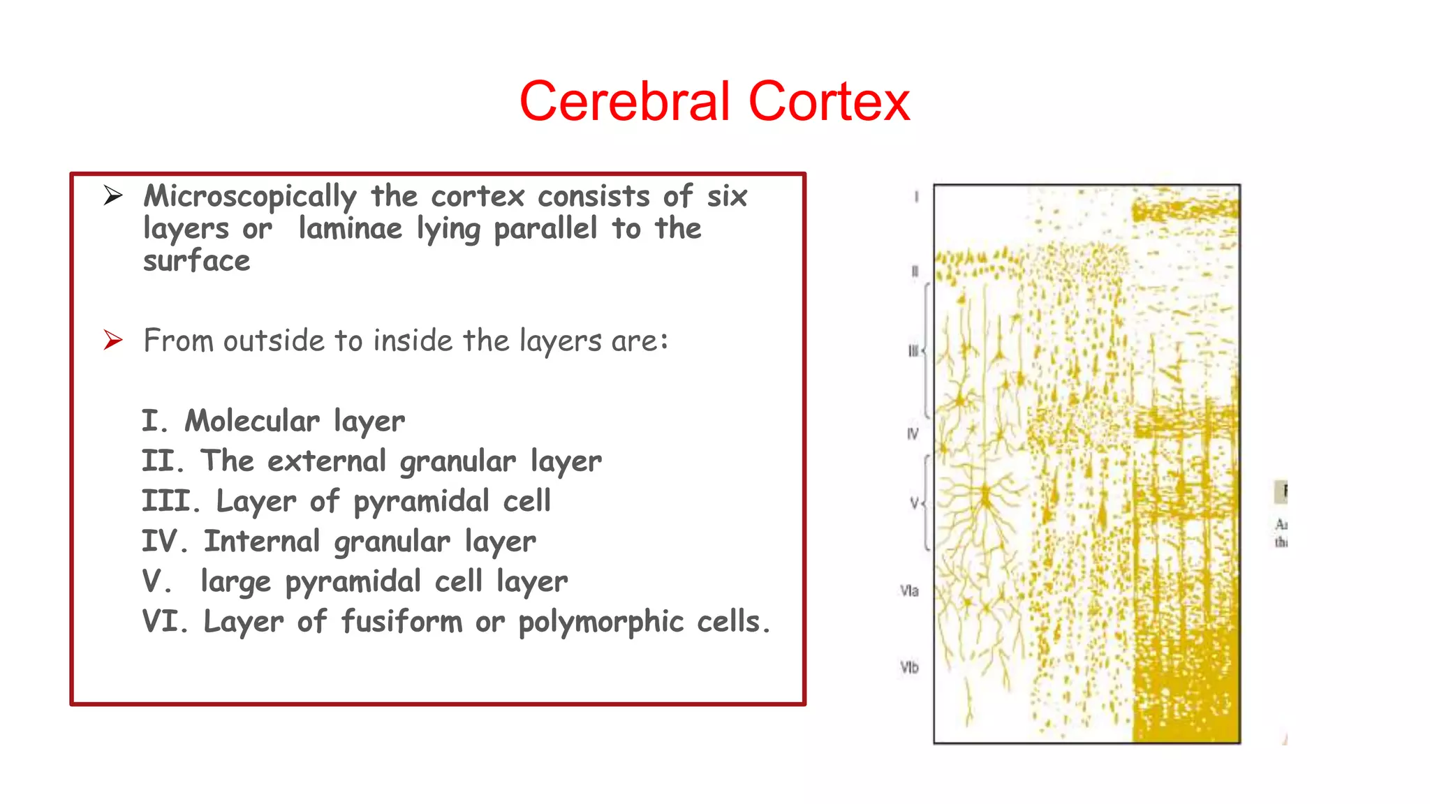 Cerebral Cortex.pptx