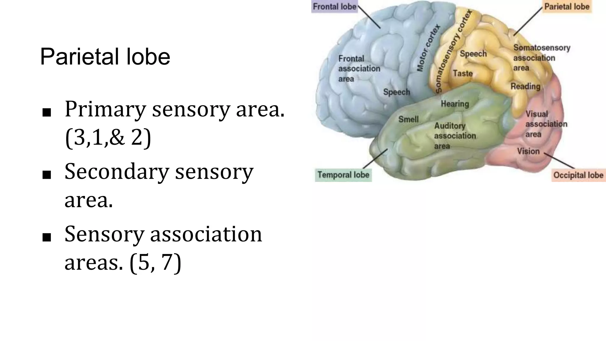 Cerebral Cortex.pptx