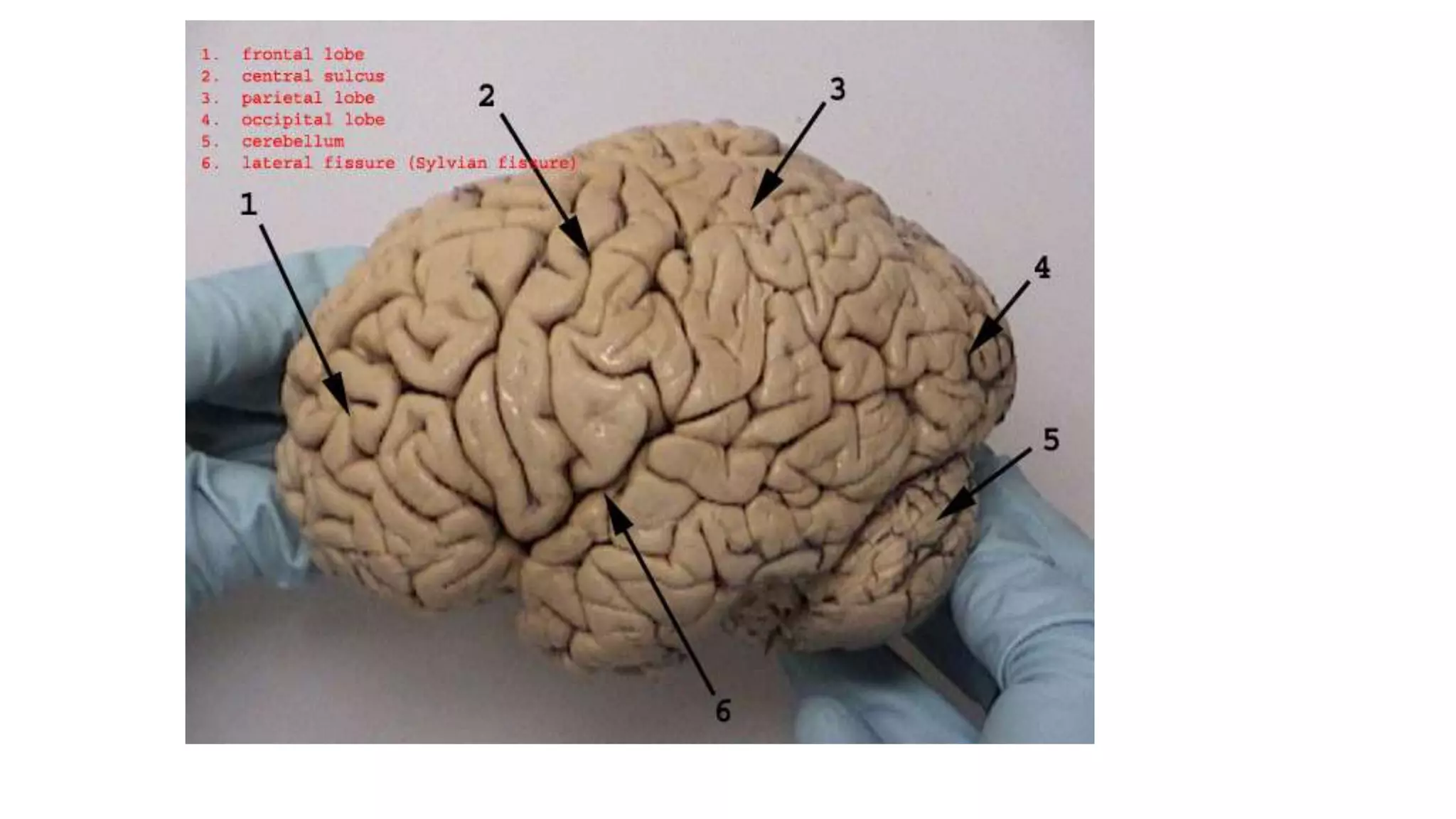 Cerebral Cortex.pptx