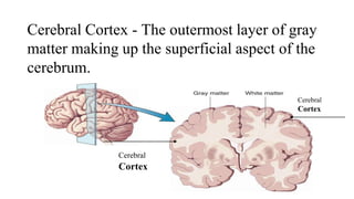 Cerebral Cortex.pptx