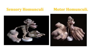 Cerebral Cortex.pptx