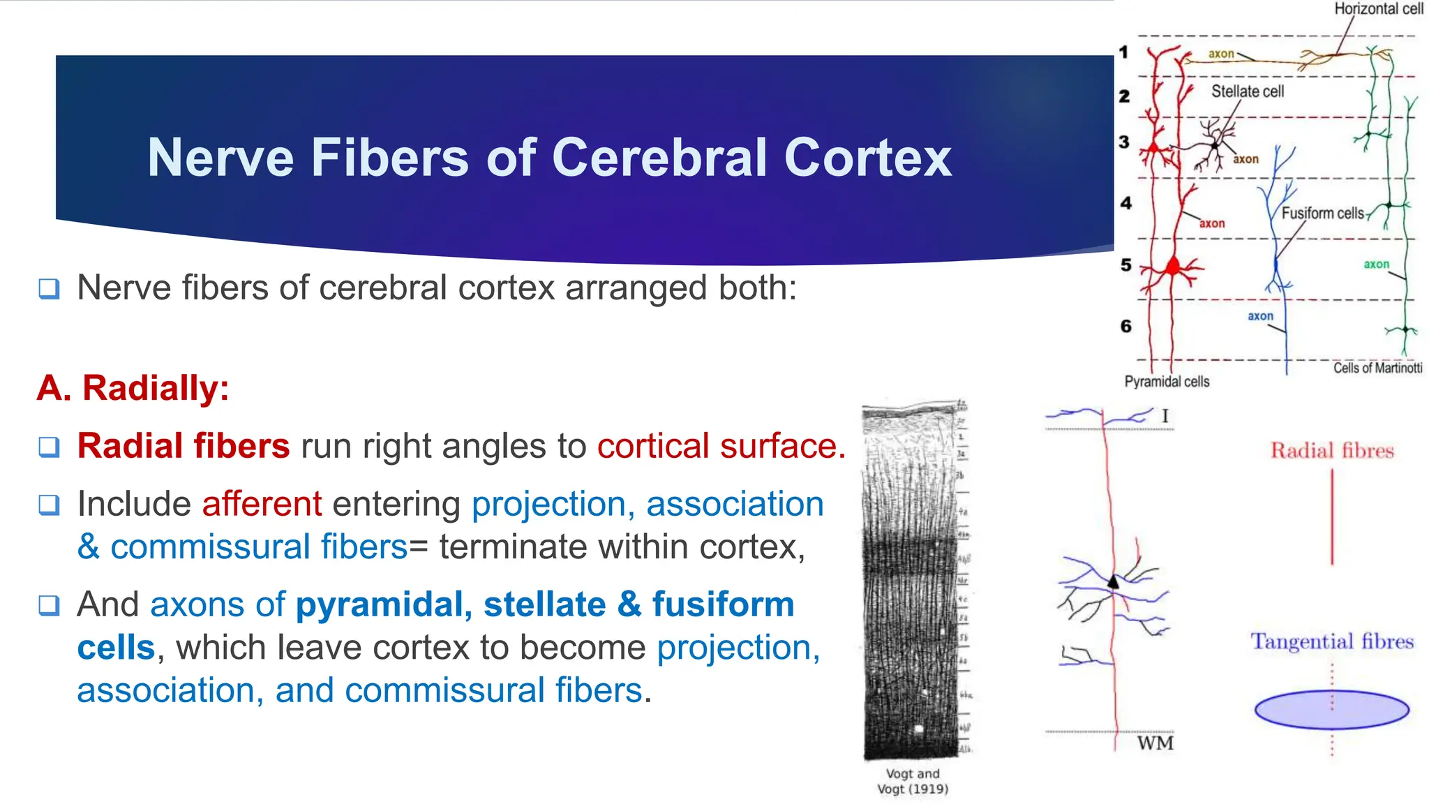 Cerebral Cortex and clinical correlations.pptx