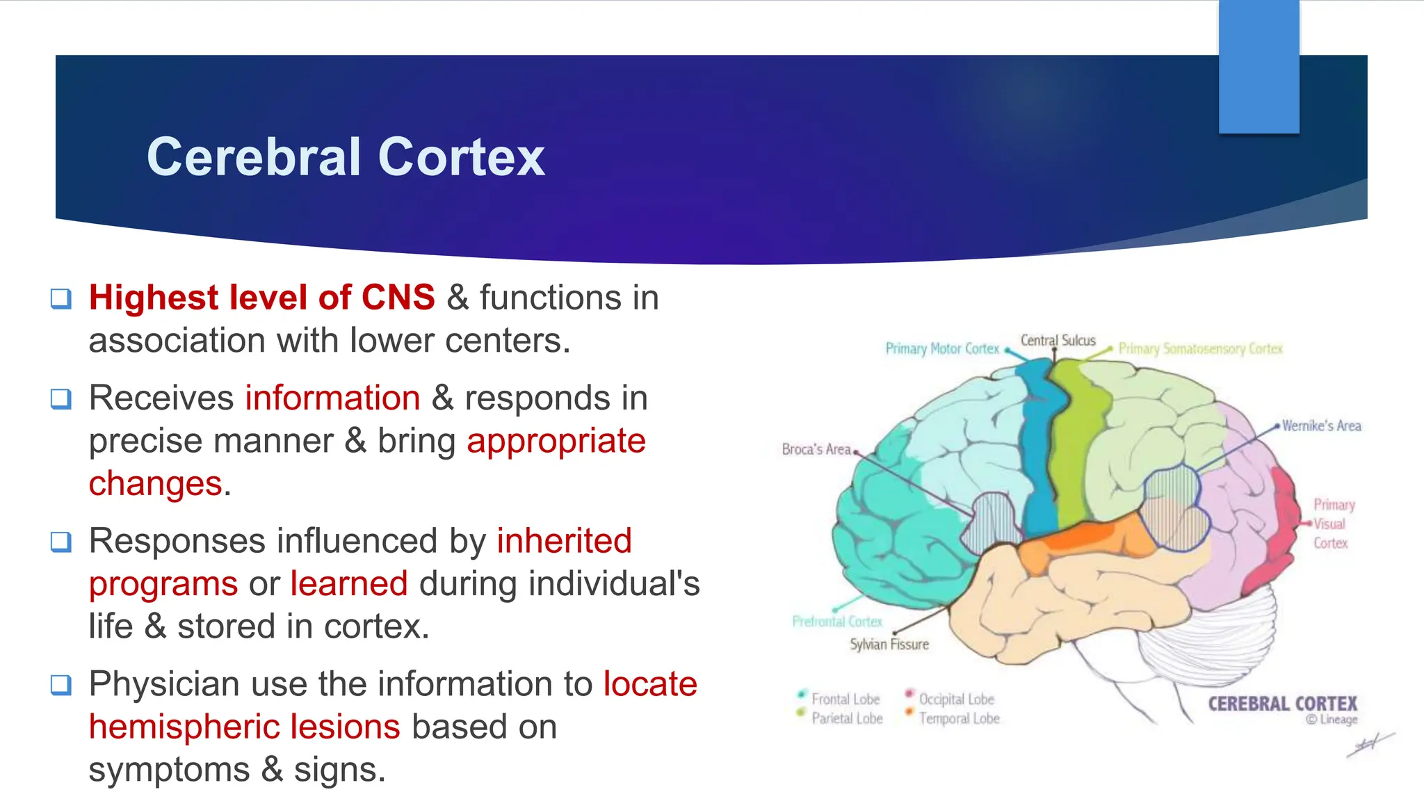 Cerebral Cortex and clinical correlations.pptx
