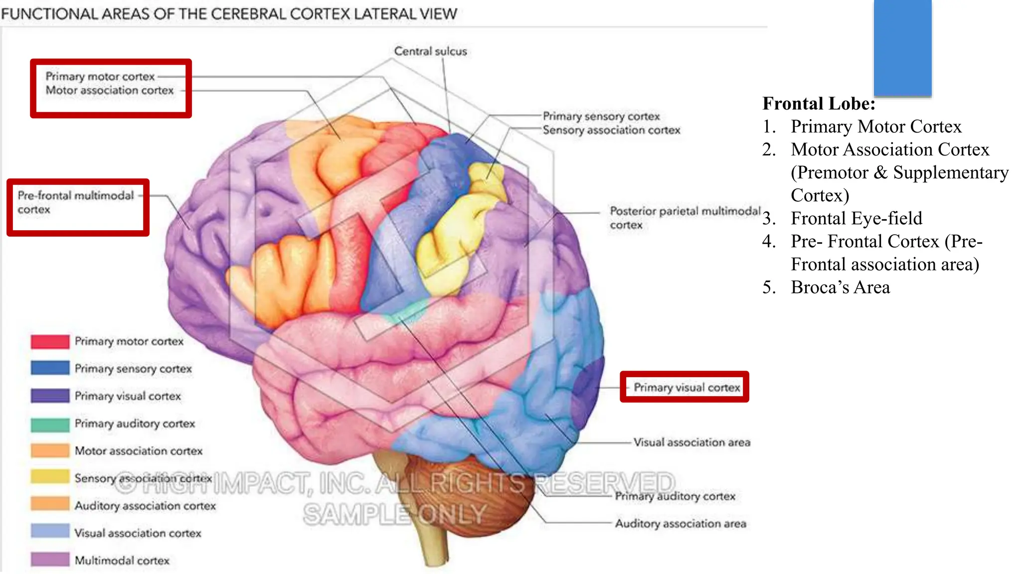 Cerebral Cortex and clinical correlations.pptx