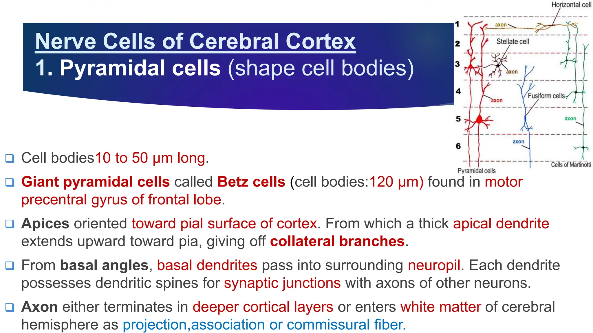 Cerebral Cortex and clinical correlations.pptx