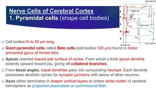 Cerebral Cortex and clinical correlations.pptx