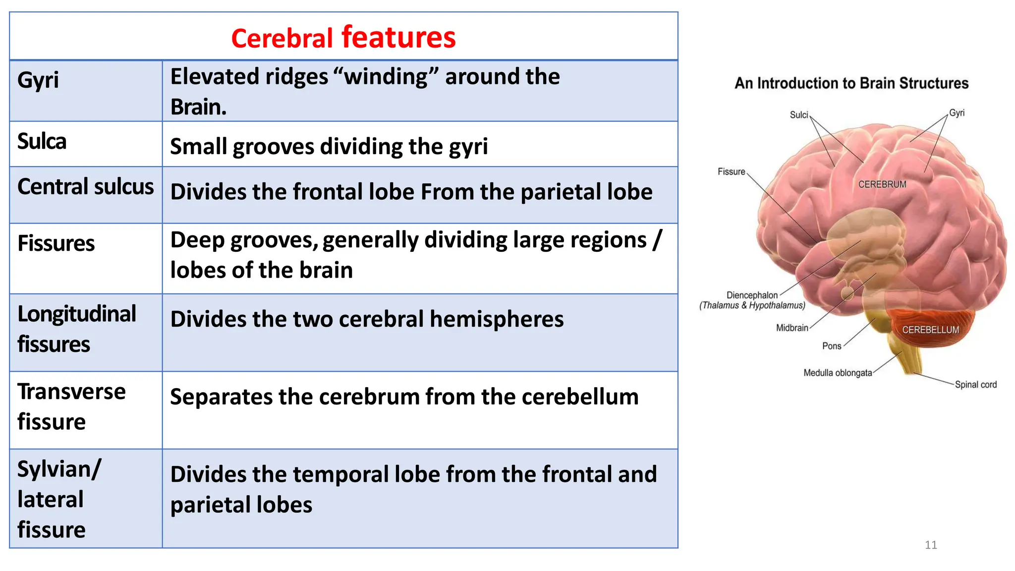 CEREBRAL CORTEX PHYSIOLOGY FUNCTIONS AND LESIONS-29 DEC.pptx