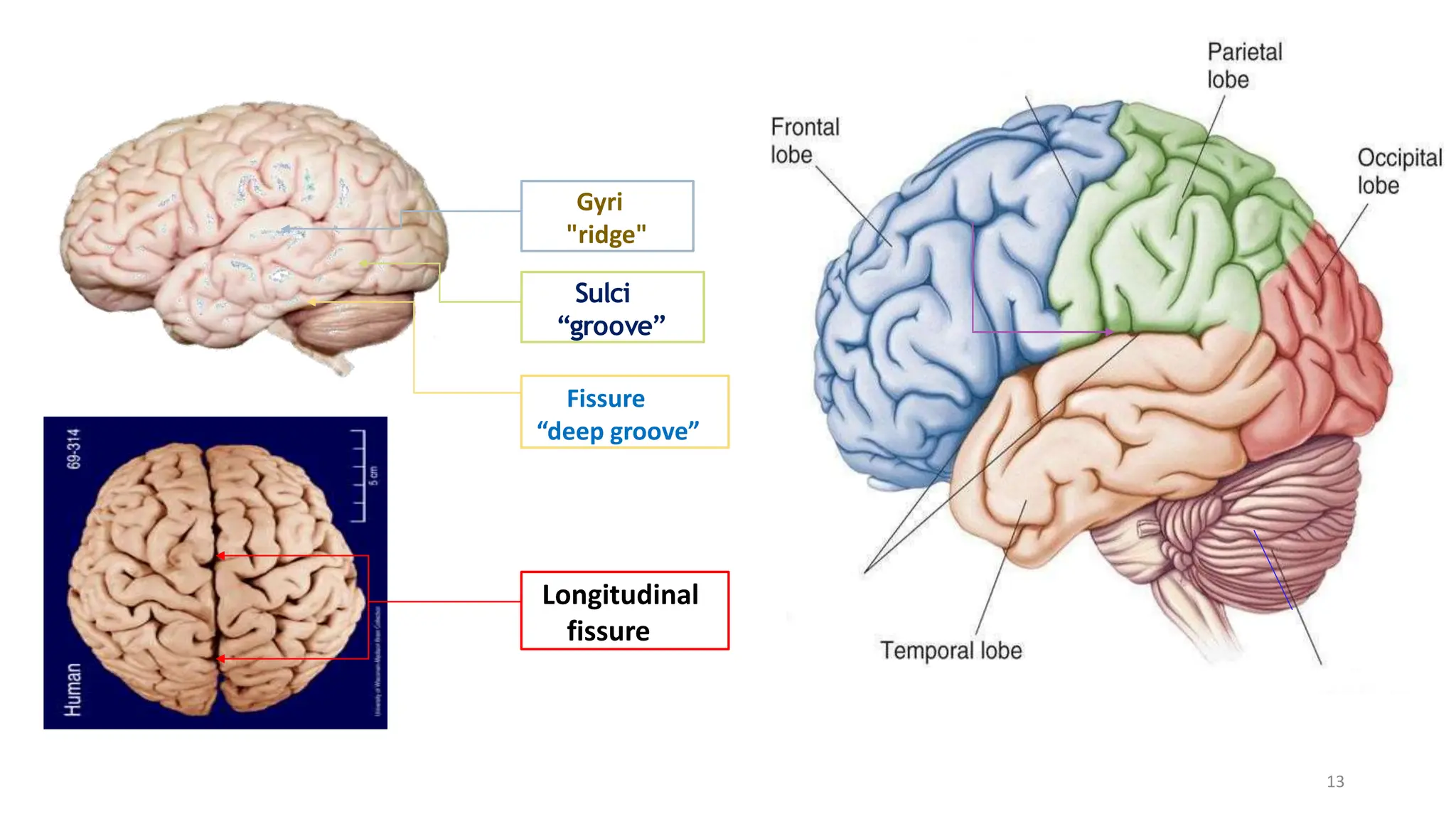 CEREBRAL CORTEX PHYSIOLOGY FUNCTIONS AND LESIONS-29 DEC.pptx