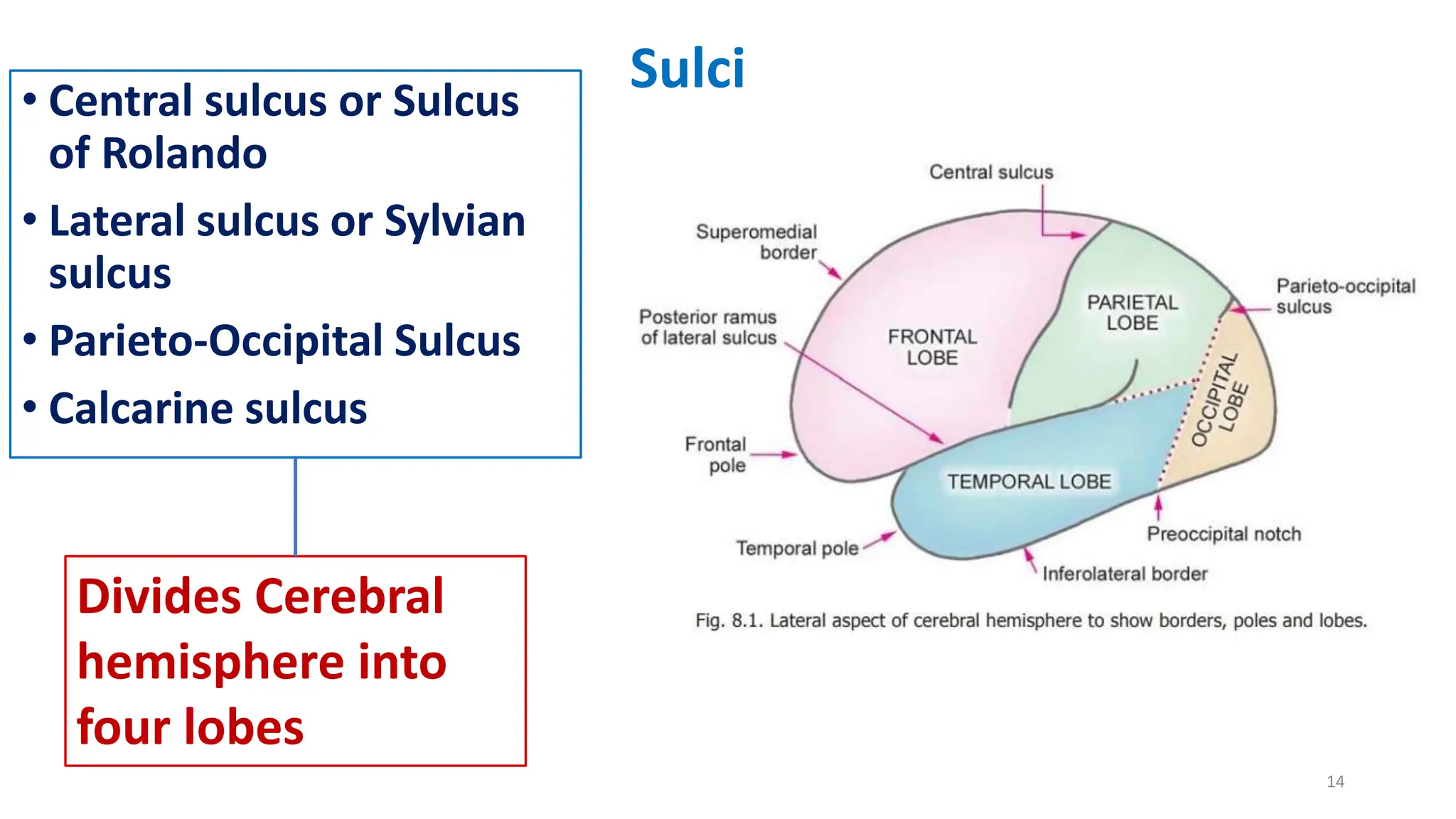 CEREBRAL CORTEX PHYSIOLOGY FUNCTIONS AND LESIONS-29 DEC.pptx
