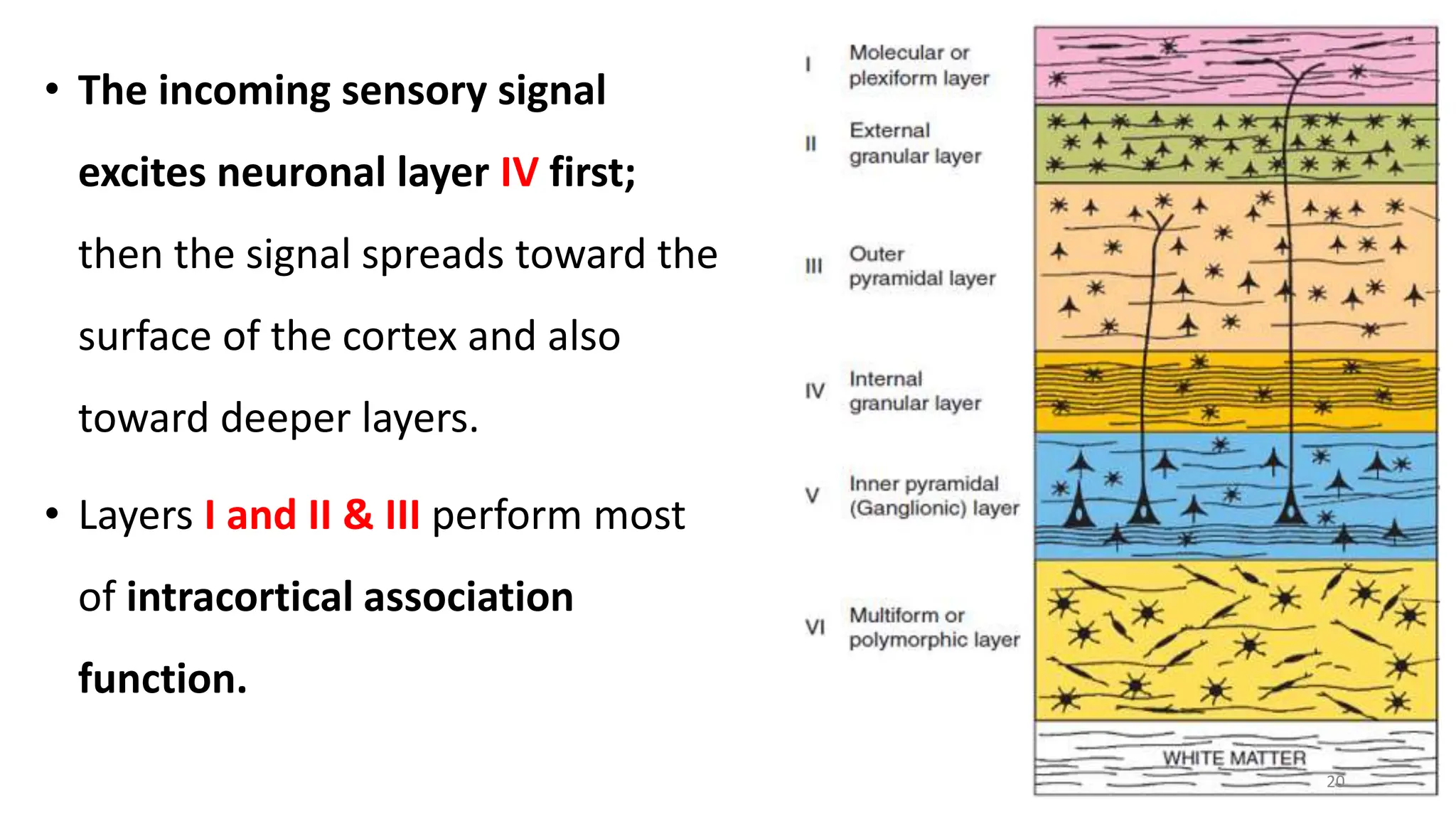 CEREBRAL CORTEX PHYSIOLOGY FUNCTIONS AND LESIONS-29 DEC.pptx