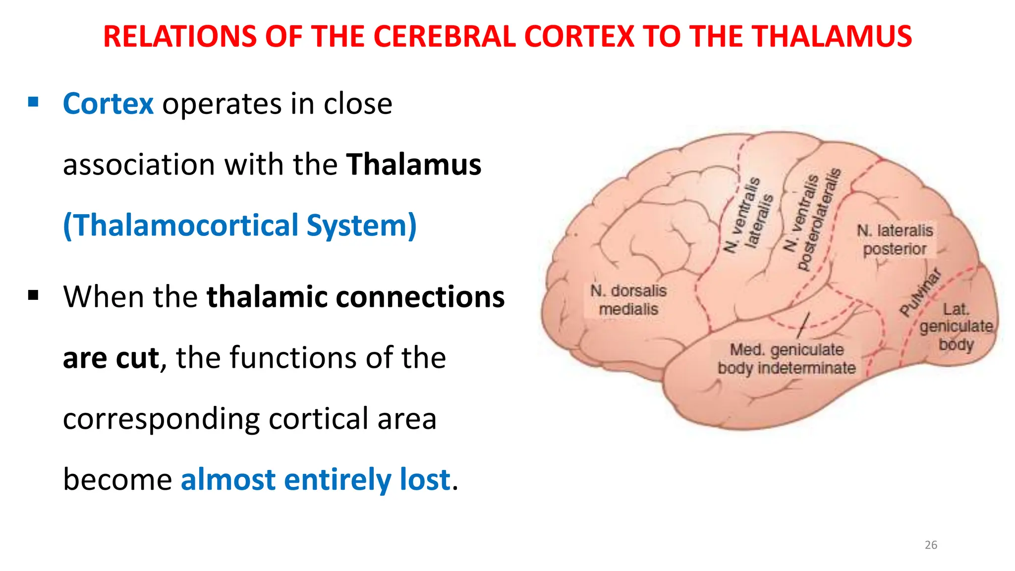 CEREBRAL CORTEX PHYSIOLOGY FUNCTIONS AND LESIONS-29 DEC.pptx