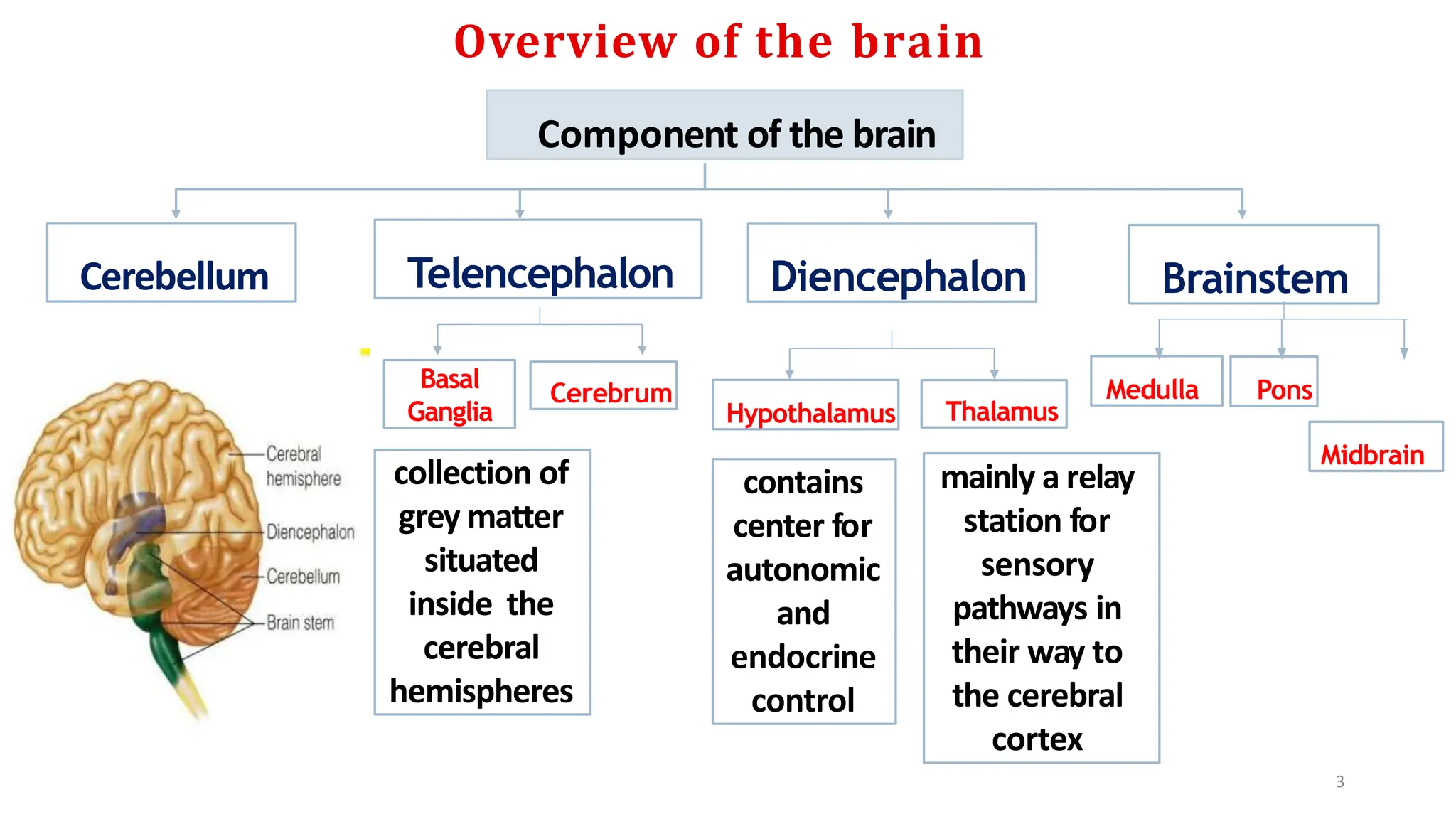 CEREBRAL CORTEX PHYSIOLOGY FUNCTIONS AND LESIONS-29 DEC.pptx