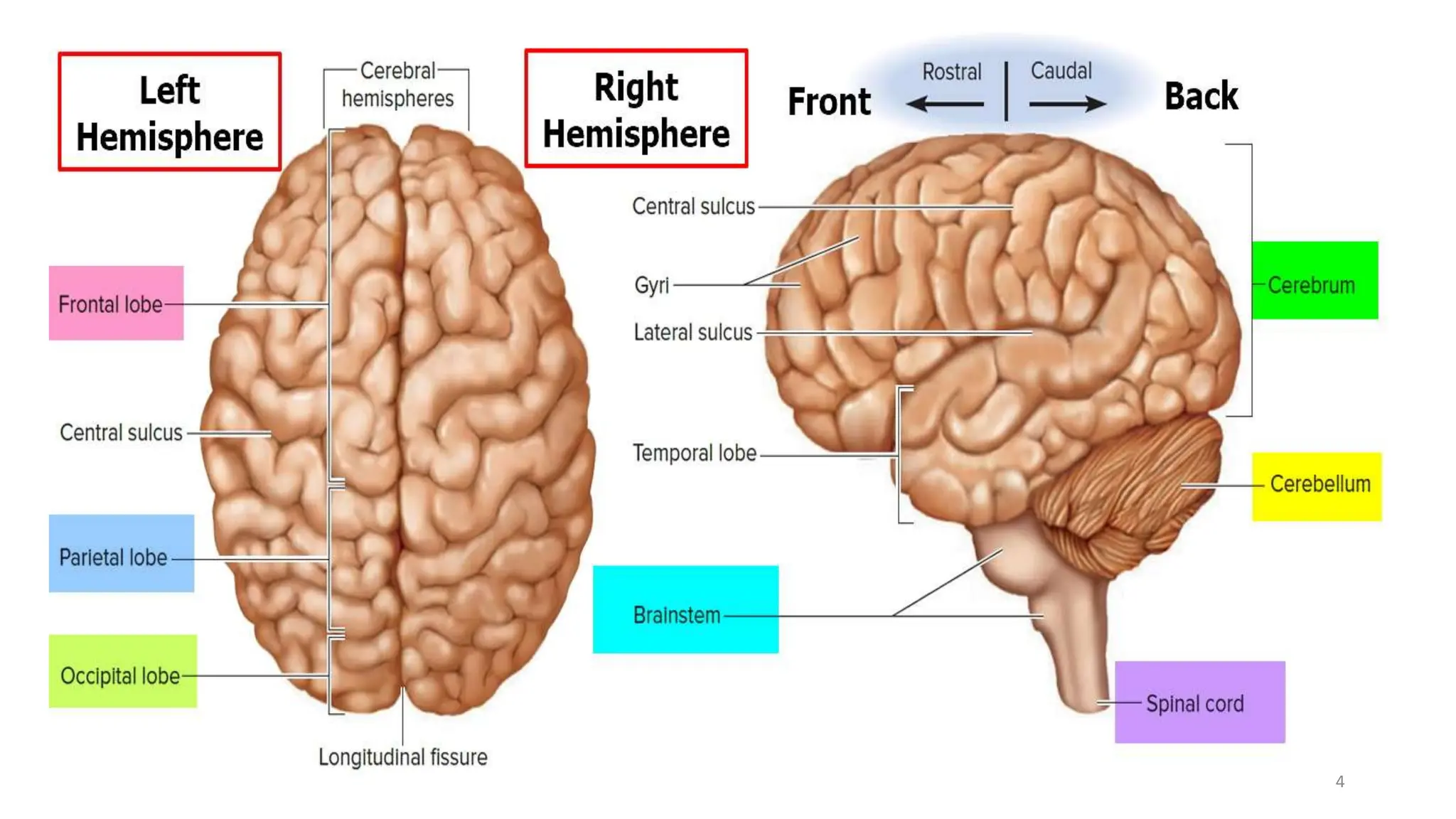 CEREBRAL CORTEX PHYSIOLOGY FUNCTIONS AND LESIONS-29 DEC.pptx