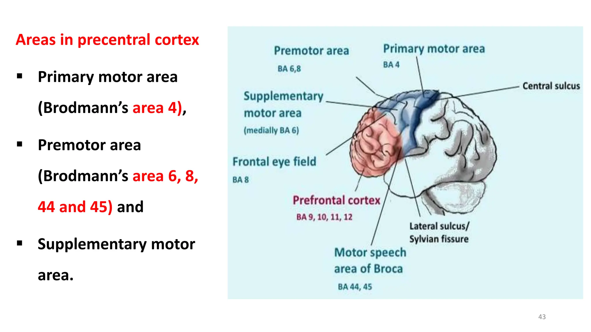 CEREBRAL CORTEX PHYSIOLOGY FUNCTIONS AND LESIONS-29 DEC.pptx