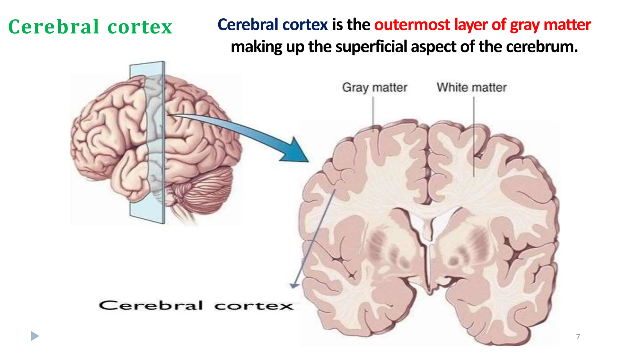 CEREBRAL CORTEX PHYSIOLOGY FUNCTIONS AND LESIONS-29 DEC.pptx