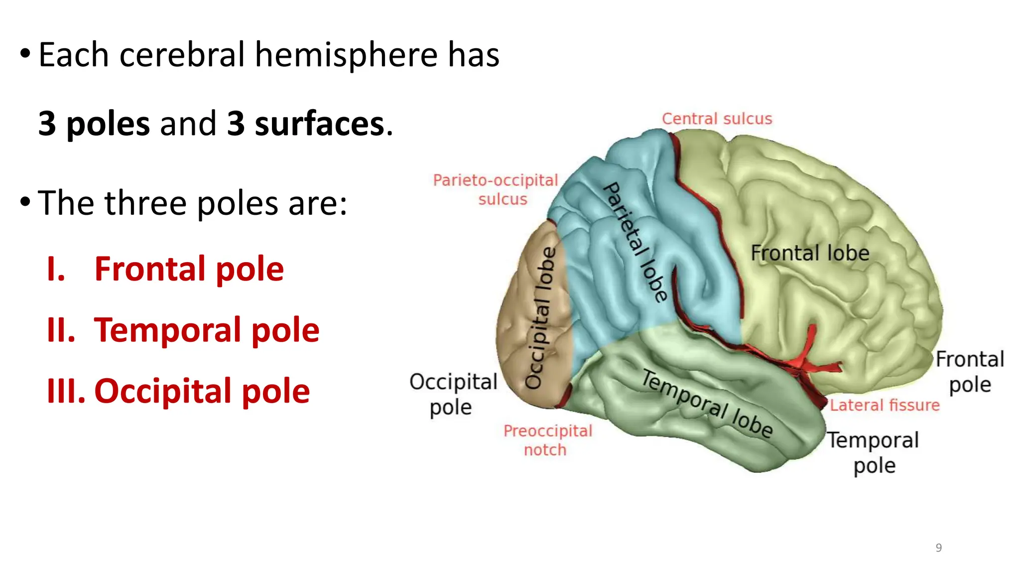 CEREBRAL CORTEX PHYSIOLOGY FUNCTIONS AND LESIONS-29 DEC.pptx