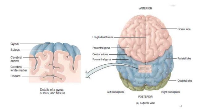 CEREBRAL CORTEX PHYSIOLOGY FUNCTIONS AND LESIONS-29 DEC.pptx