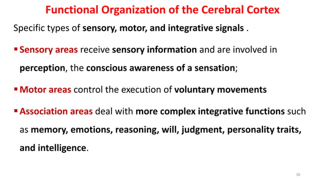 CEREBRAL CORTEX PHYSIOLOGY FUNCTIONS AND LESIONS-29 DEC.pptx