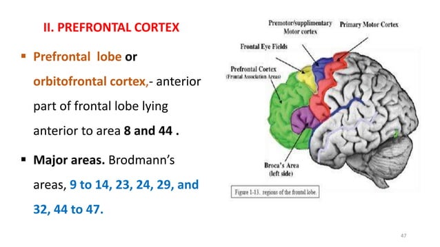 CEREBRAL CORTEX PHYSIOLOGY FUNCTIONS AND LESIONS-29 DEC.pptx
