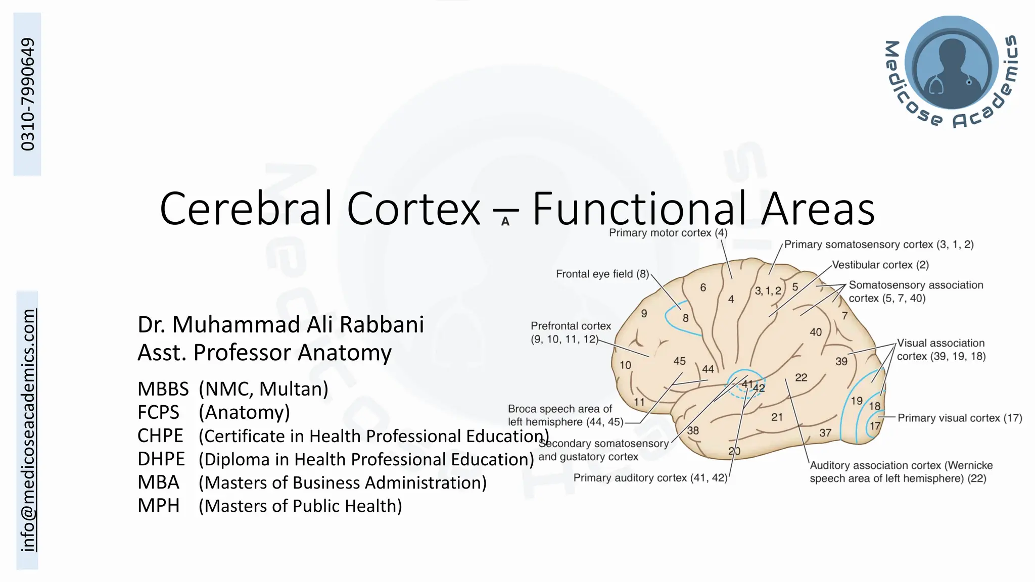 Cerebral Cortex - Functional Areas.pdf | Brain and Nervous System ...