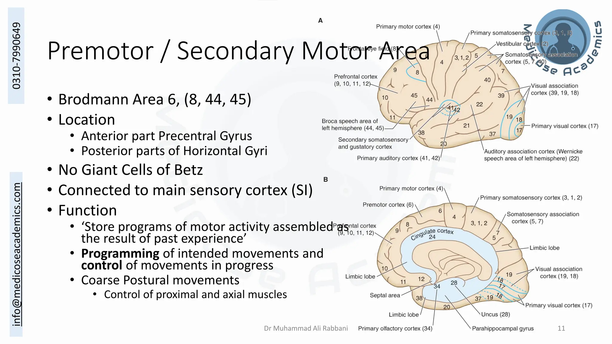 Cerebral Cortex - Functional Areas.pdf