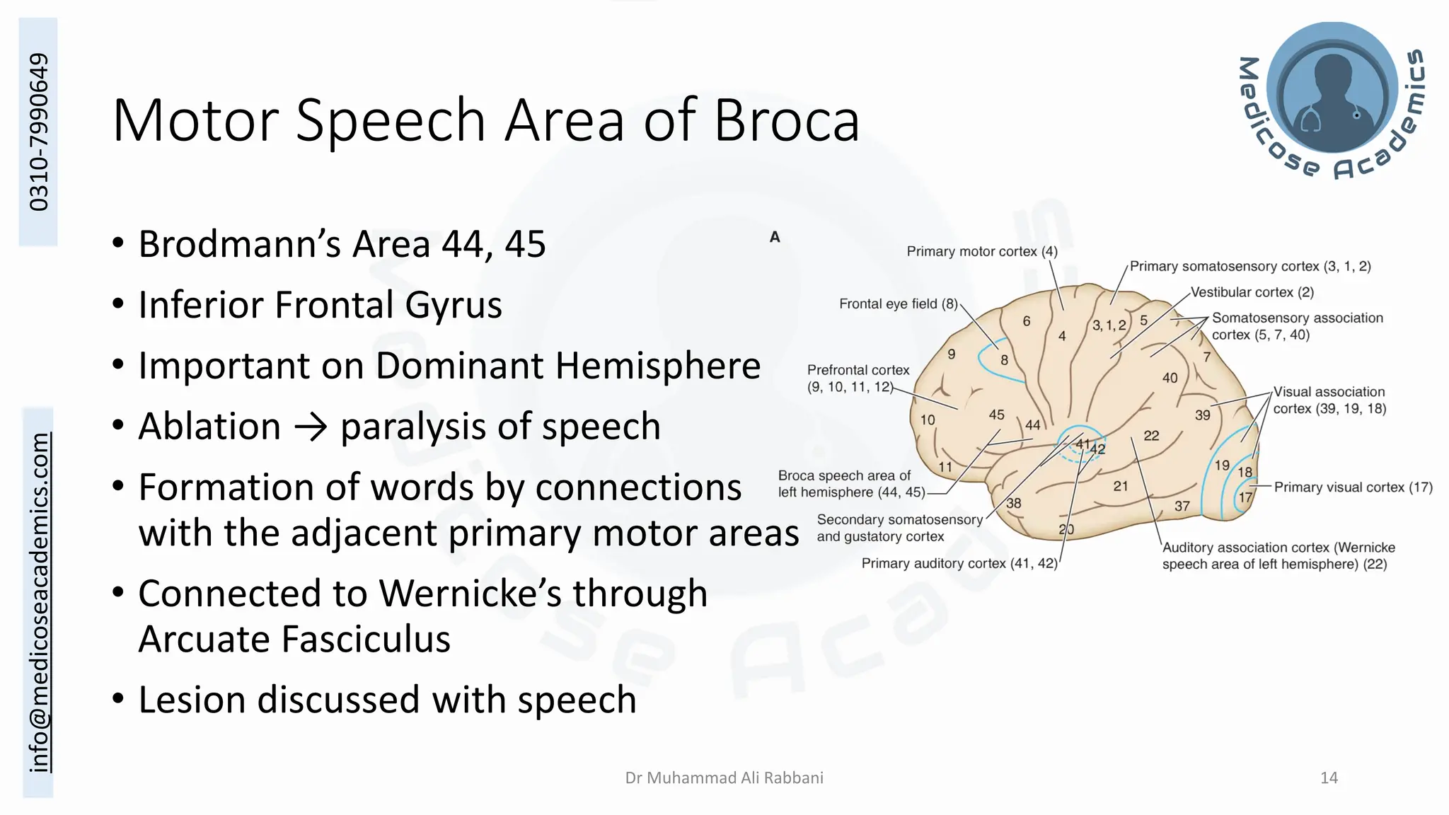 Cerebral Cortex - Functional Areas.pdf