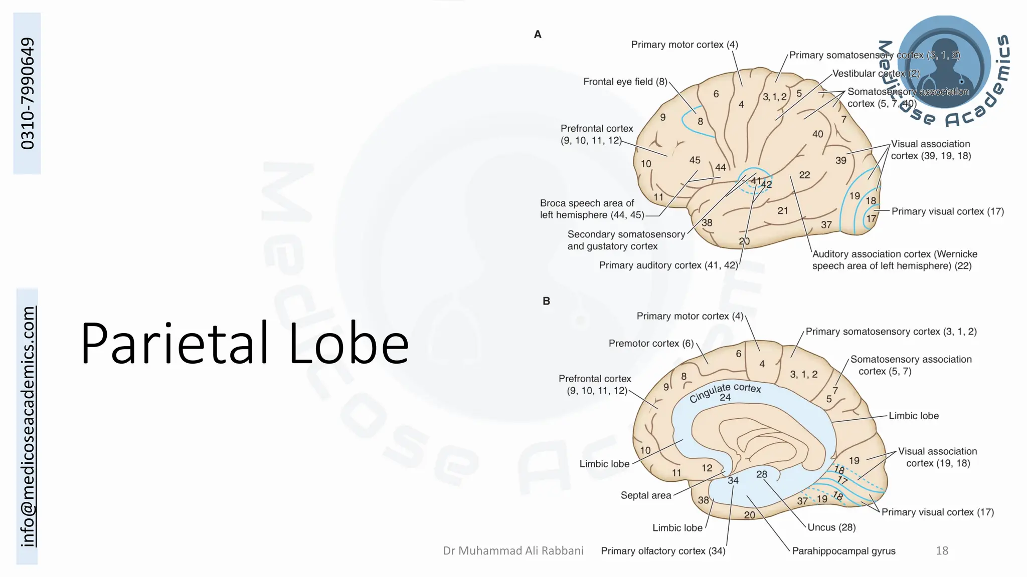 Cerebral Cortex Functional Areas Pdf Brain And Nervous System Disorders Diseases And