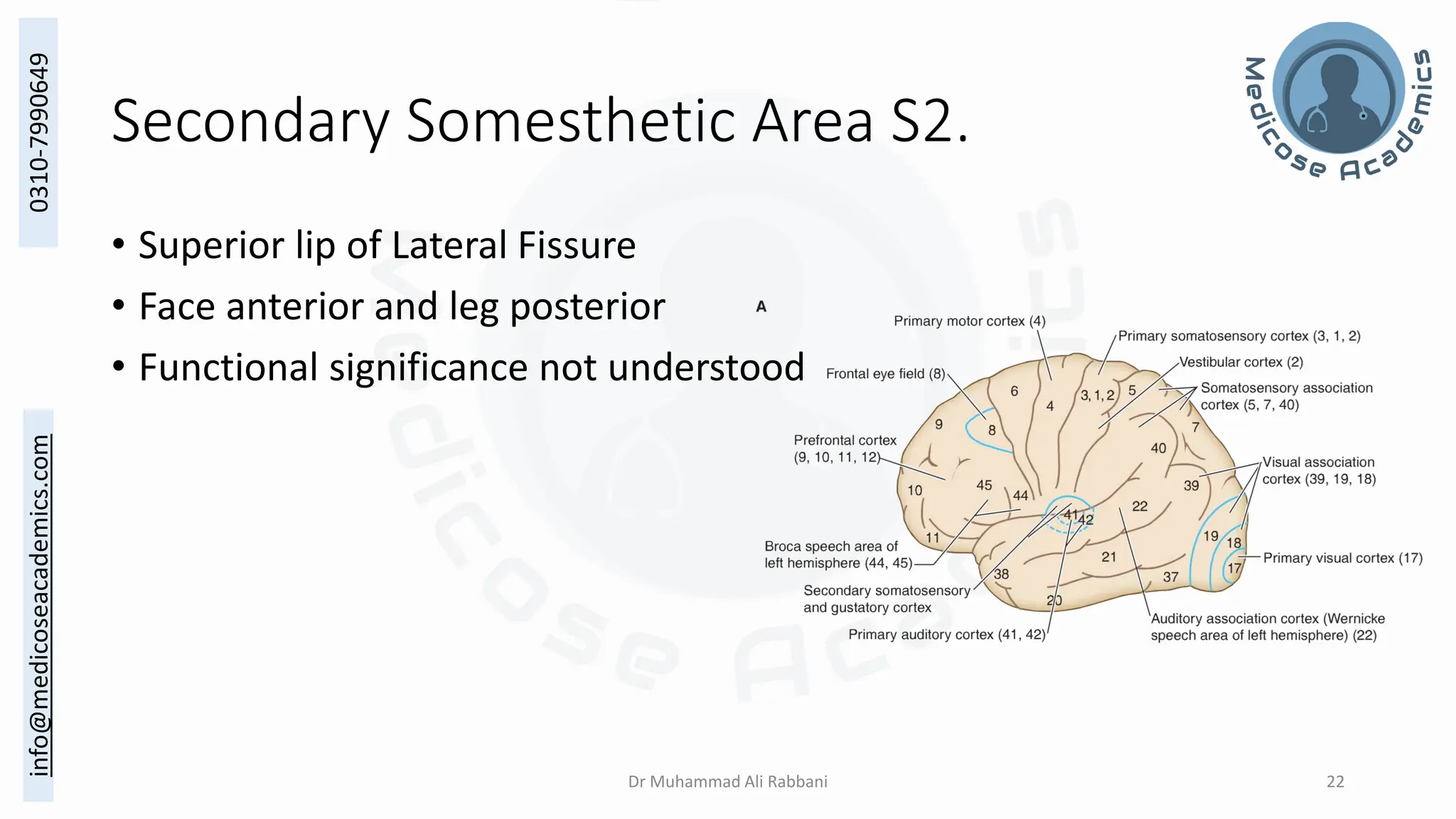 Cerebral Cortex - Functional Areas.pdf