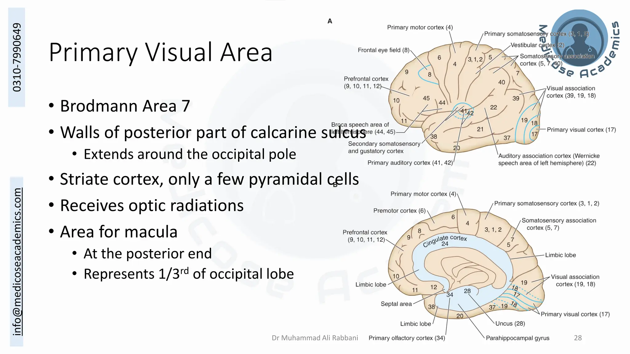 Cerebral Cortex - Functional Areas.pdf | Brain and Nervous System Disorders | Diseases and ...