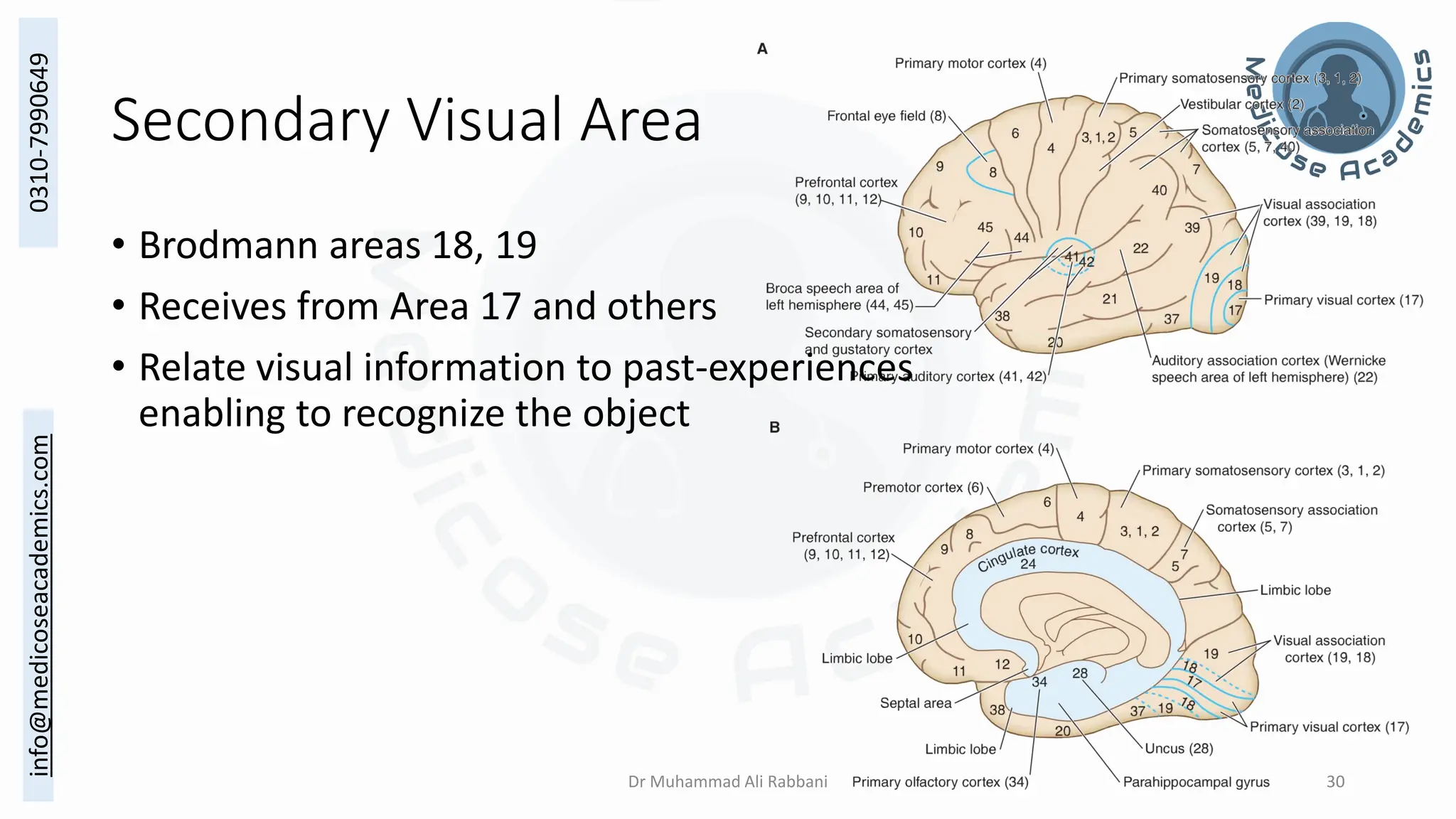 Cerebral Cortex - Functional Areas.pdf