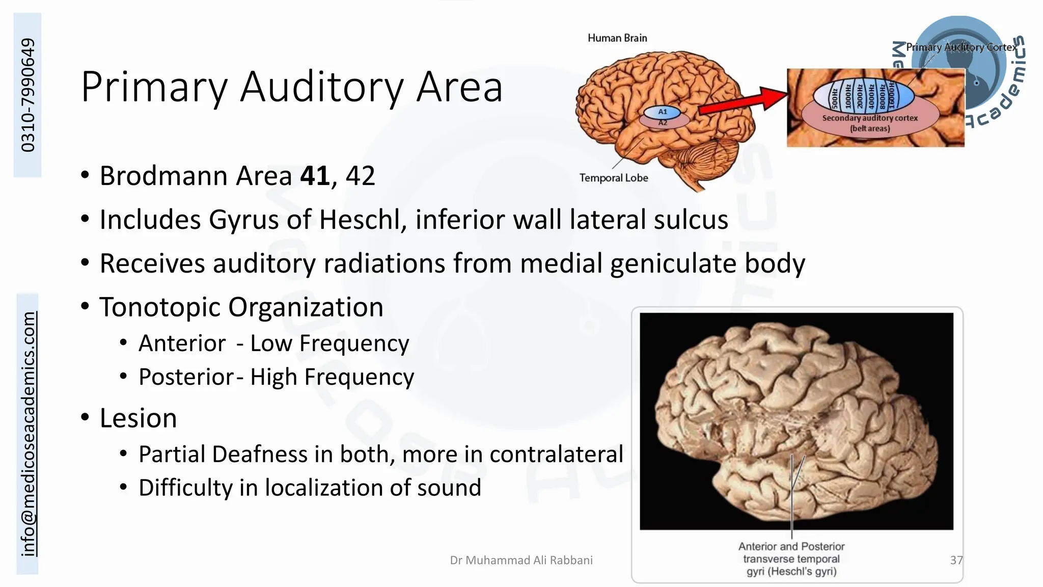 Cerebral Cortex - Functional Areas.pdf