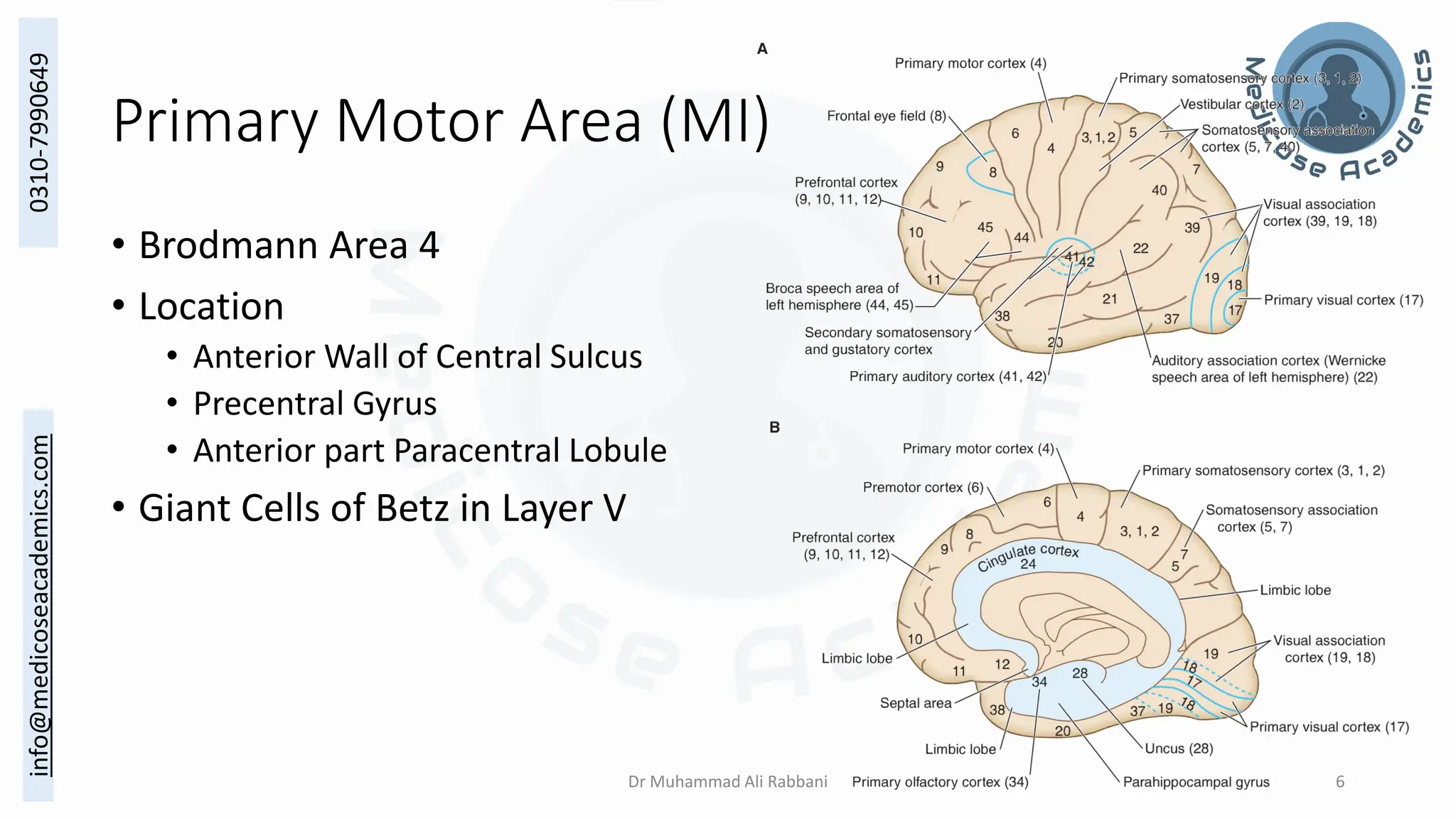 Cerebral Cortex - Functional Areas.pdf