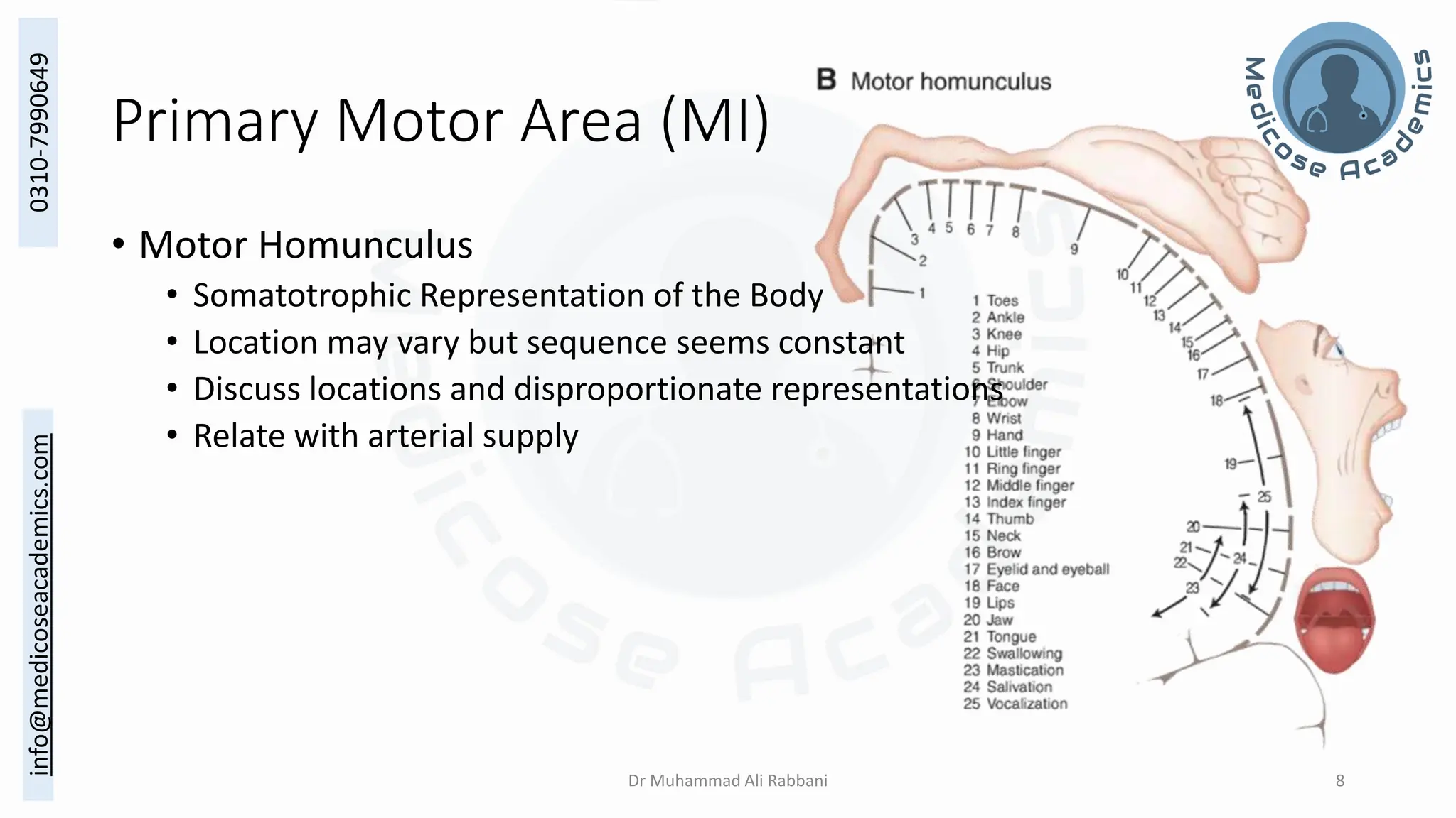Cerebral Cortex - Functional Areas.pdf