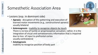 Cerebral Cortex - Functional Areas.pdf
