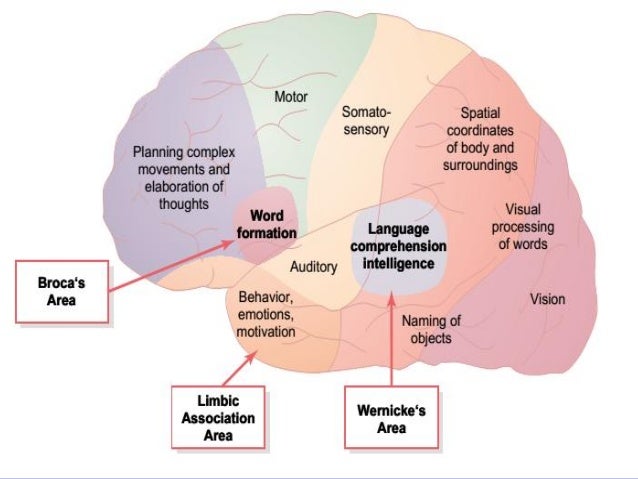 Cerebral cortex 18 april 2016pdf