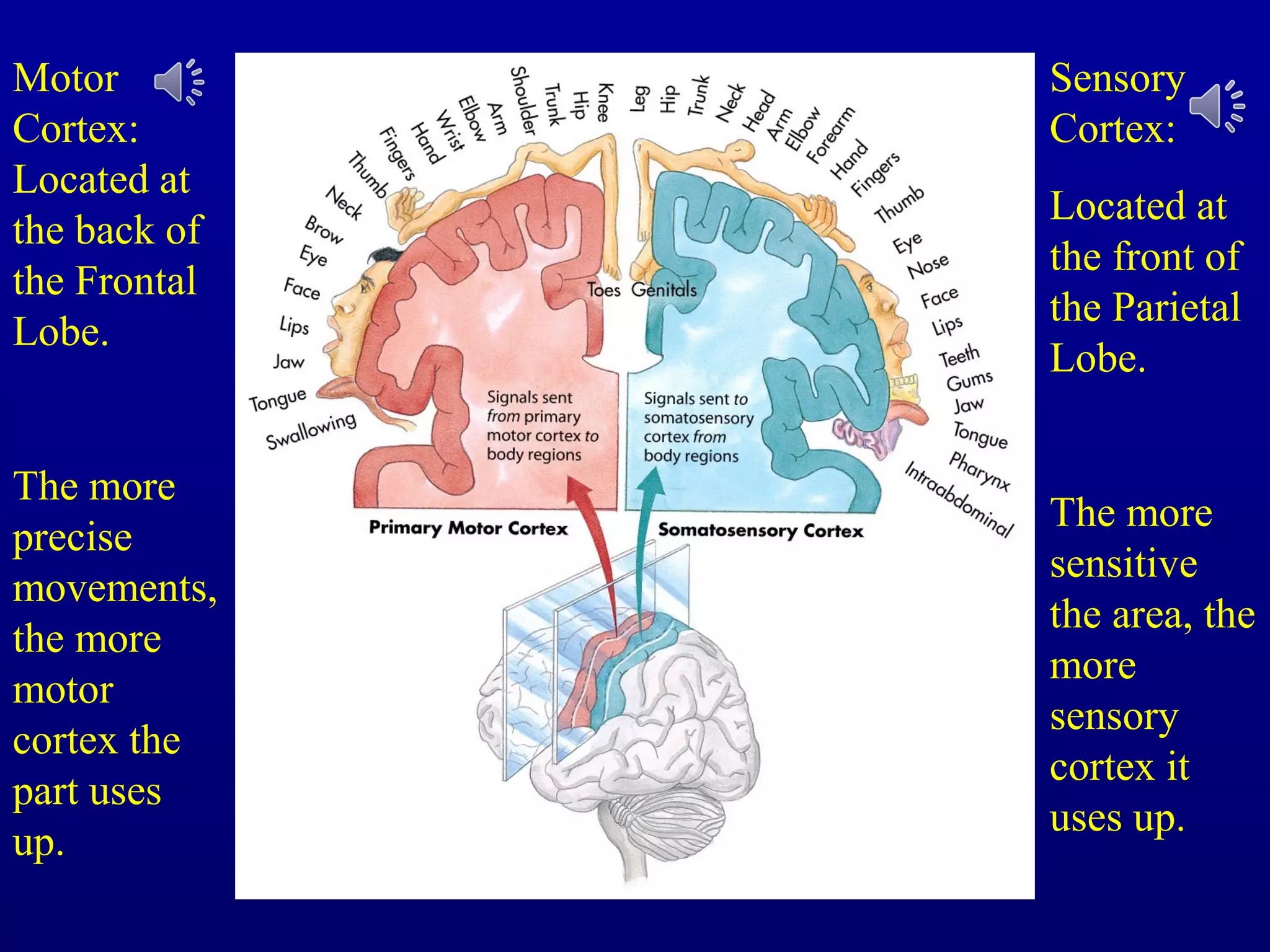 CEREBRAL CORTEX IN HUMAN BRAIN | PPT