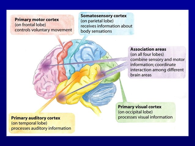 CEREBRAL CORTEX IN HUMAN BRAIN | PPT
