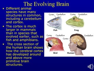 CEREBRAL CORTEX IN HUMAN BRAIN | PPT