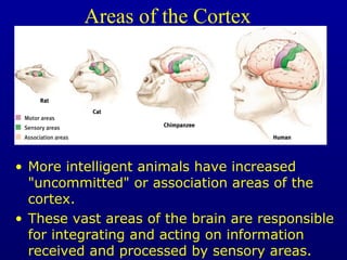 CEREBRAL CORTEX IN HUMAN BRAIN | PPT