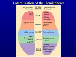 CEREBRAL CORTEX IN HUMAN BRAIN | PPT