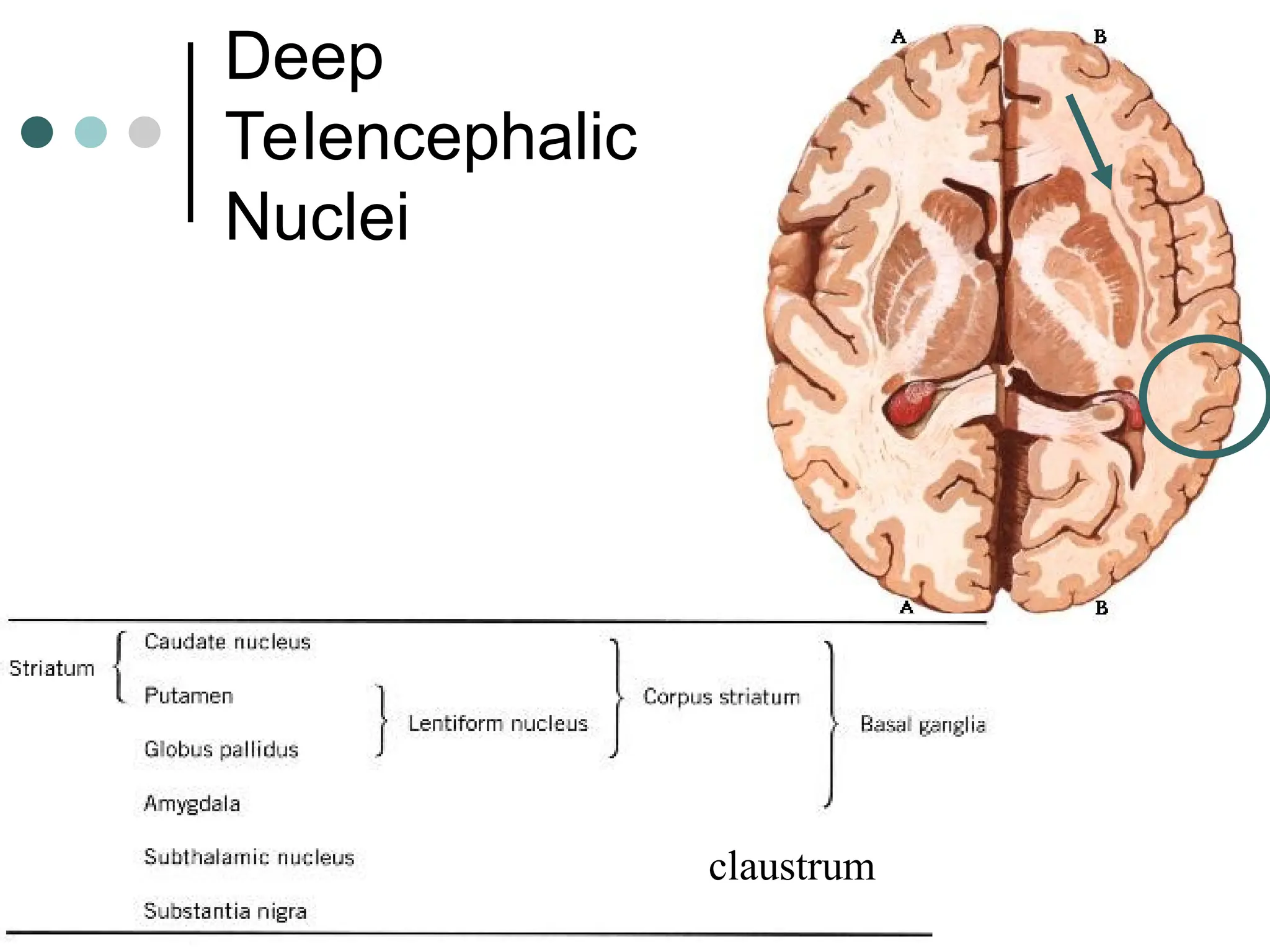 Anatomy of Cerebral Cortex and cortical areas.ppt | Brain and Nervous ...