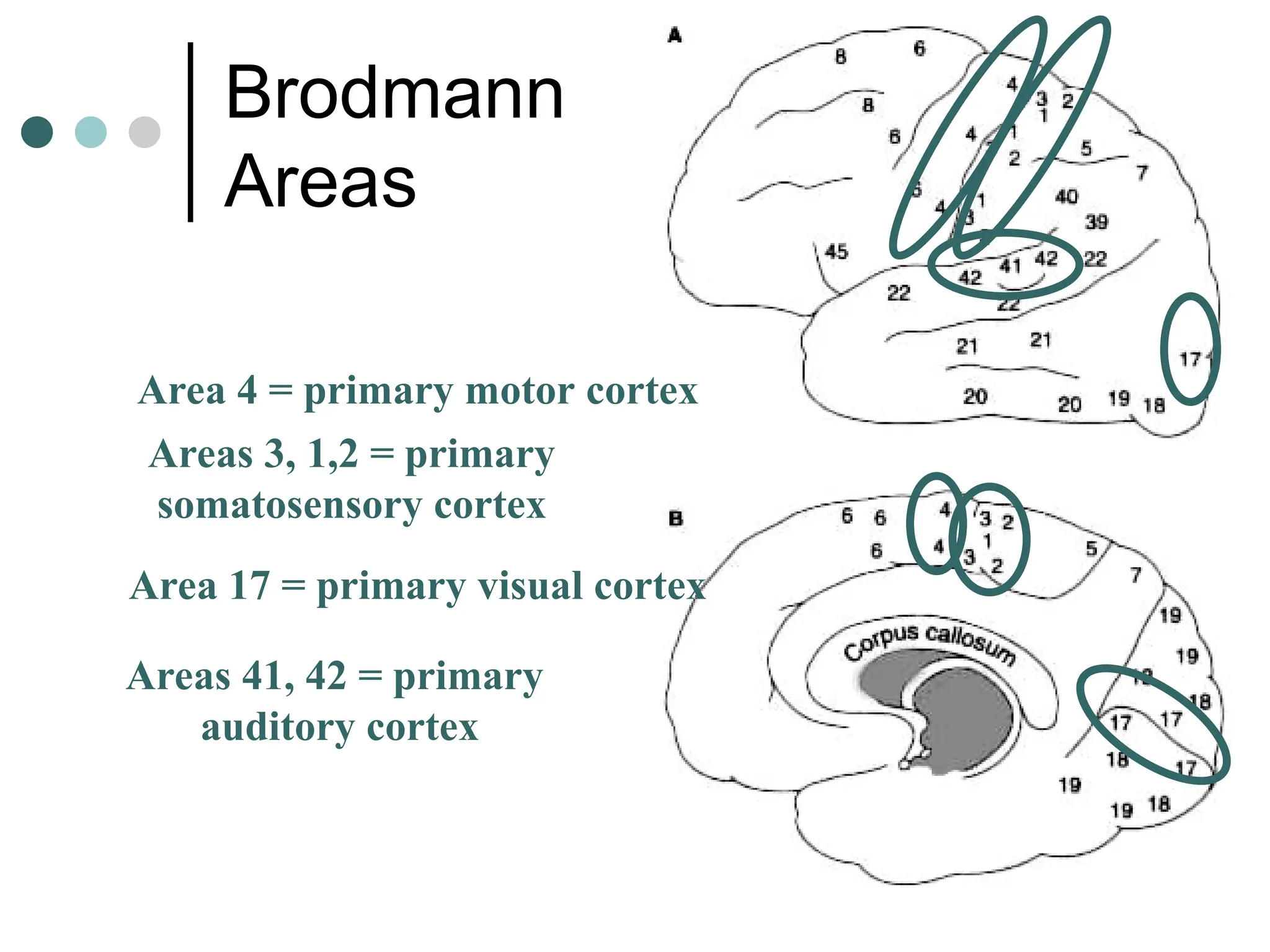 Anatomy of Cerebral Cortex and cortical areas.ppt