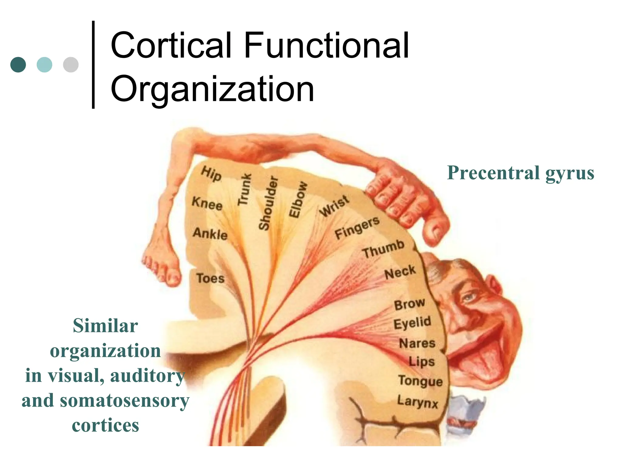 Anatomy of Cerebral Cortex and cortical areas.ppt