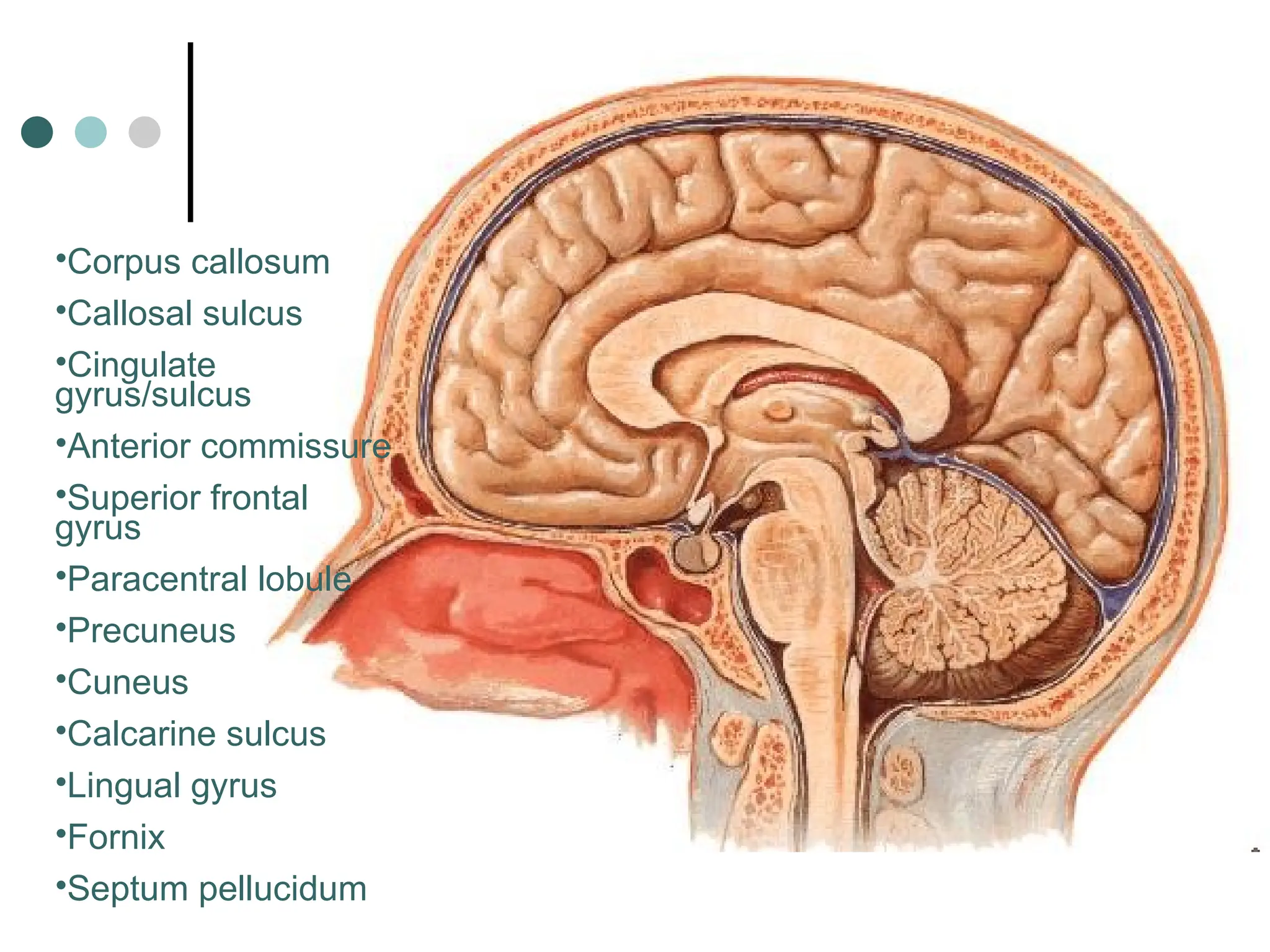 Anatomy of Cerebral Cortex and cortical areas.ppt | Brain and Nervous ...