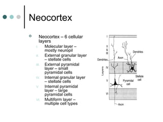 Anatomy of Cerebral Cortex and cortical areas.ppt