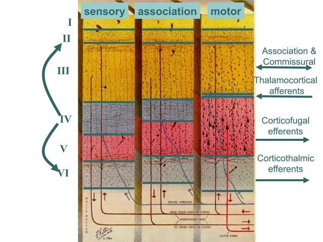 Anatomy of Cerebral Cortex and cortical areas.ppt | Brain and Nervous ...