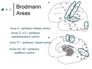 Anatomy of Cerebral Cortex and cortical areas.ppt
