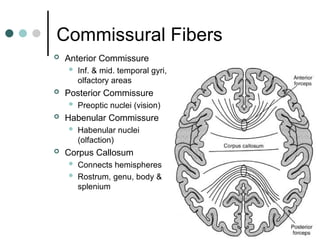 Anatomy of Cerebral Cortex and cortical areas.ppt